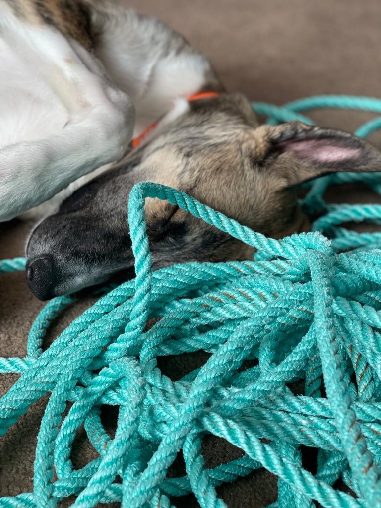 Maine Port Line Leash – WashAshore Store