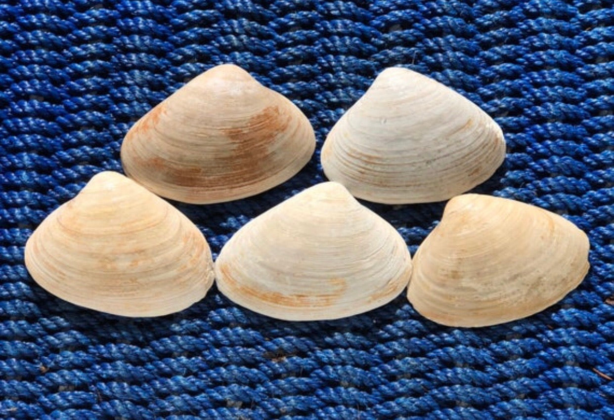 Atlantic Surf Clam Shells from Maine – WashAshore Store