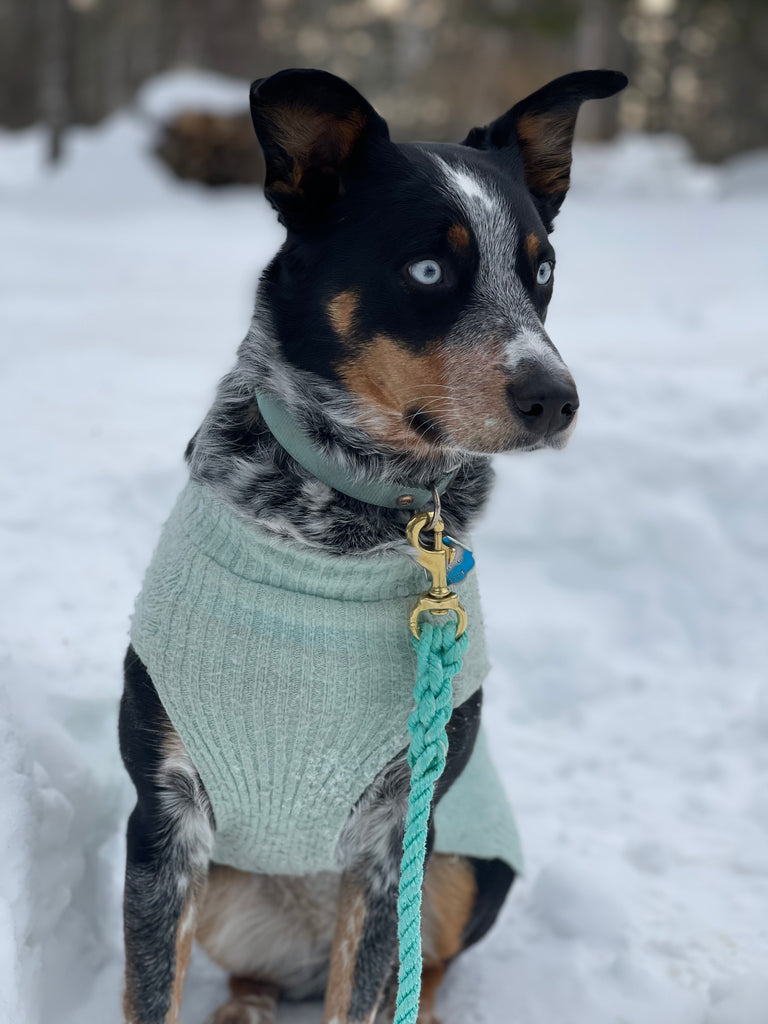 Maine Port Line Leash – WashAshore Store